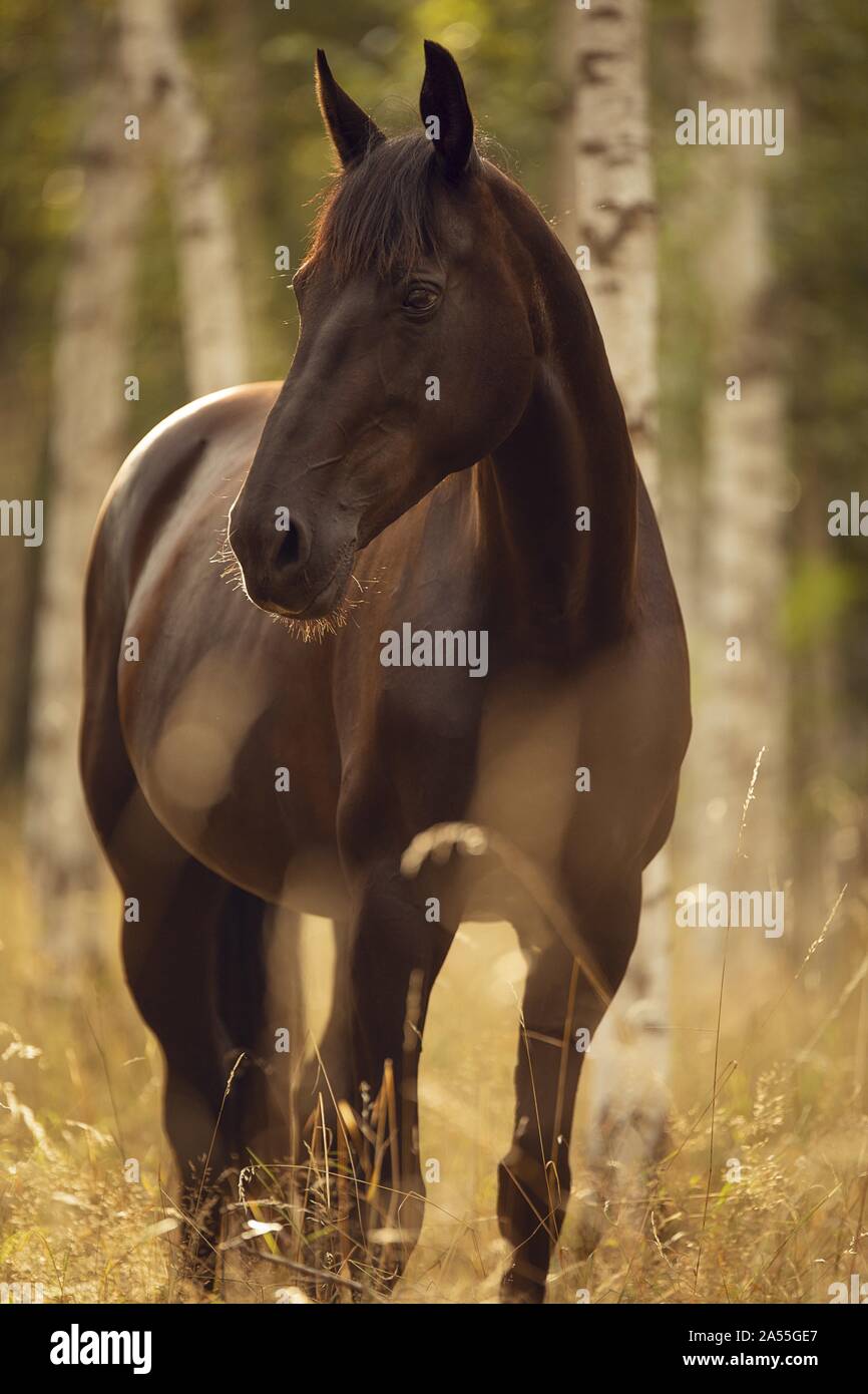 English thoroughbred horse adult standing hi-res stock photography and ...