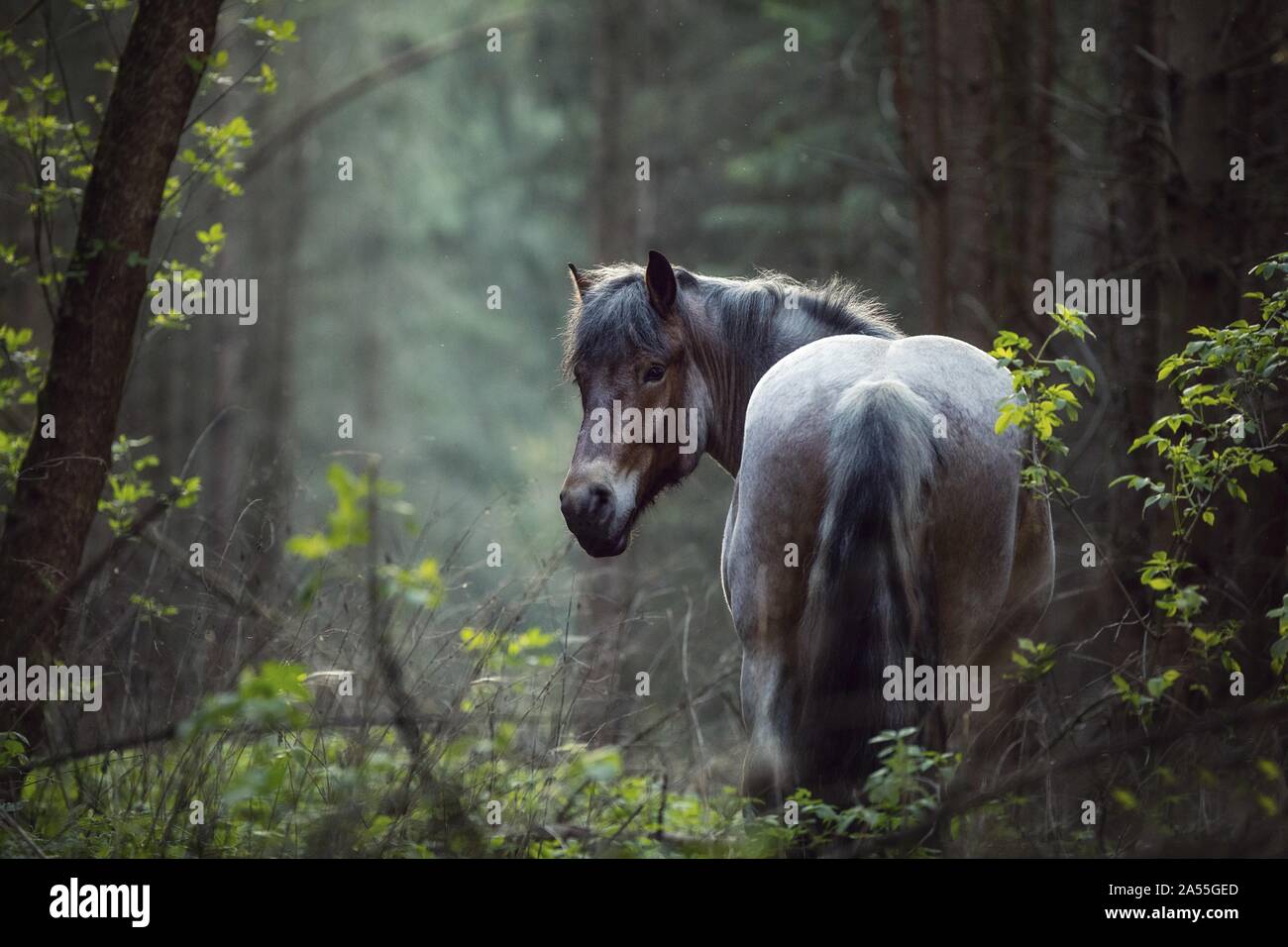 Draft horse rear view hi-res stock photography and images - Alamy