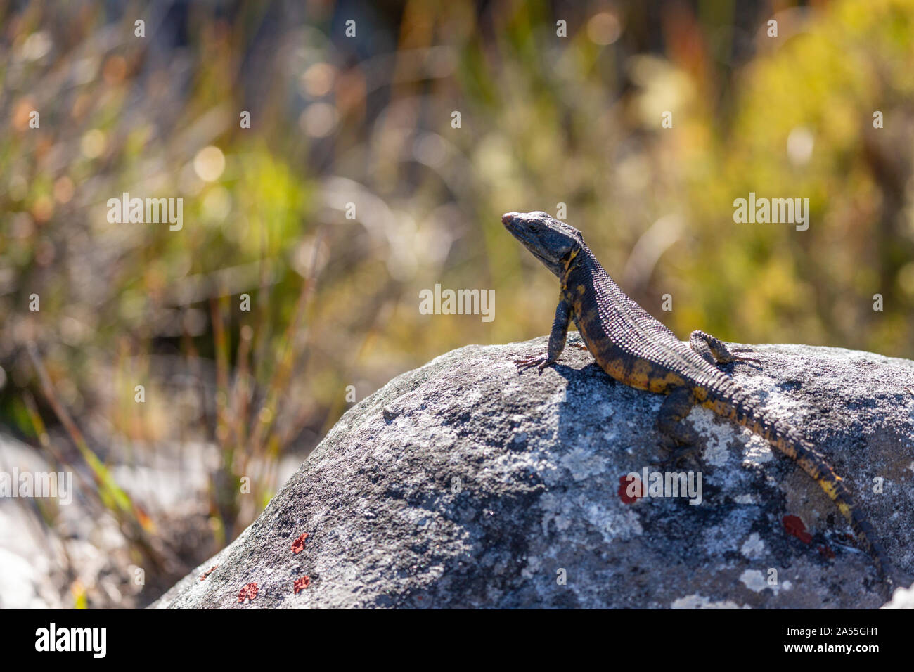 Black girdled lizard, Cordylus niger standing on a rock at Table ...