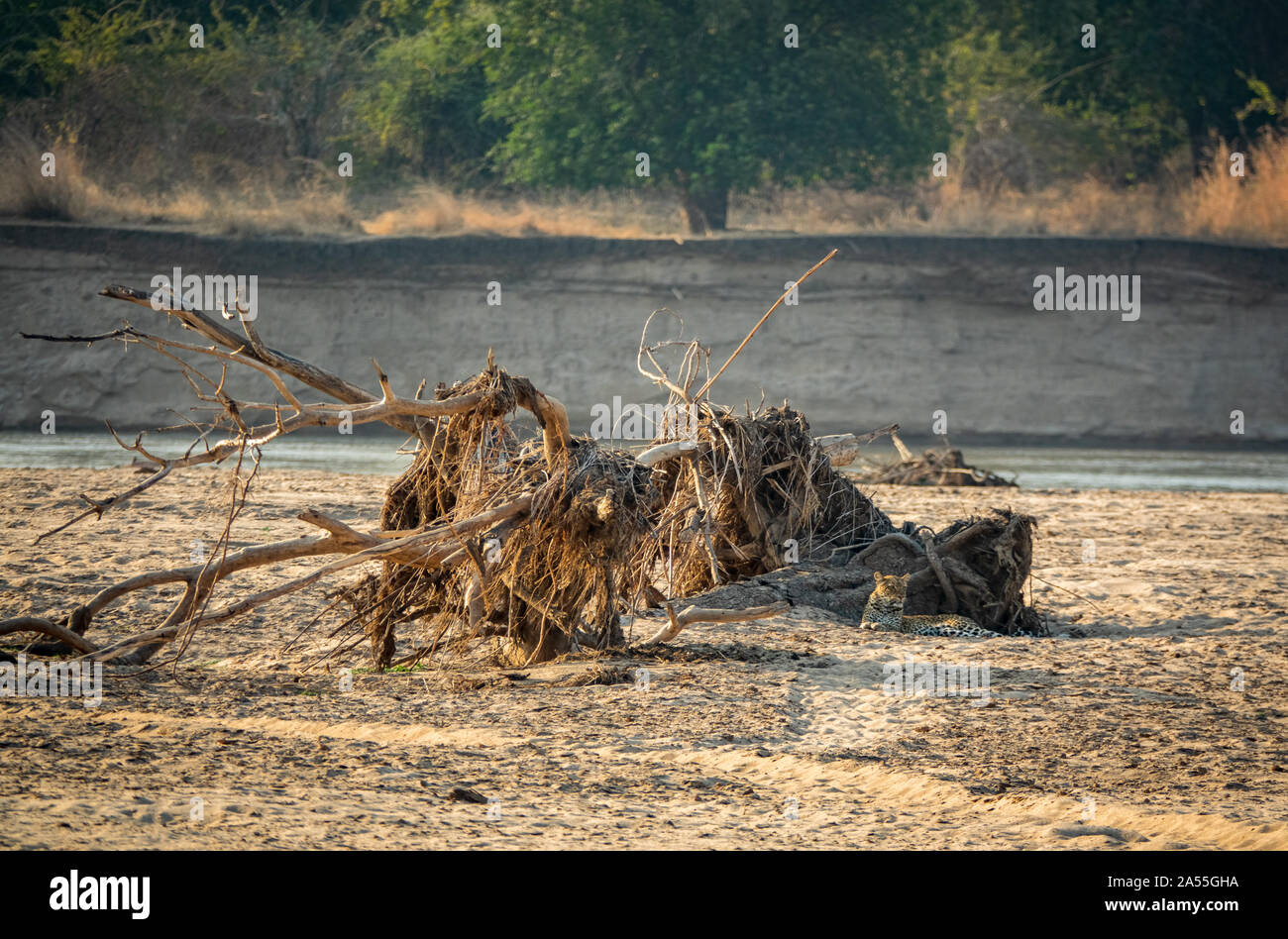 Wild leopard hidden behind branches swept along the river Stock Photo ...