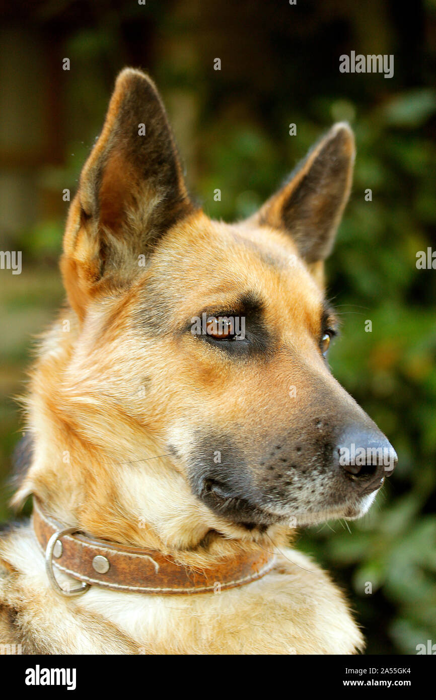 Adult female german shepherd hi-res stock photography and images - Alamy