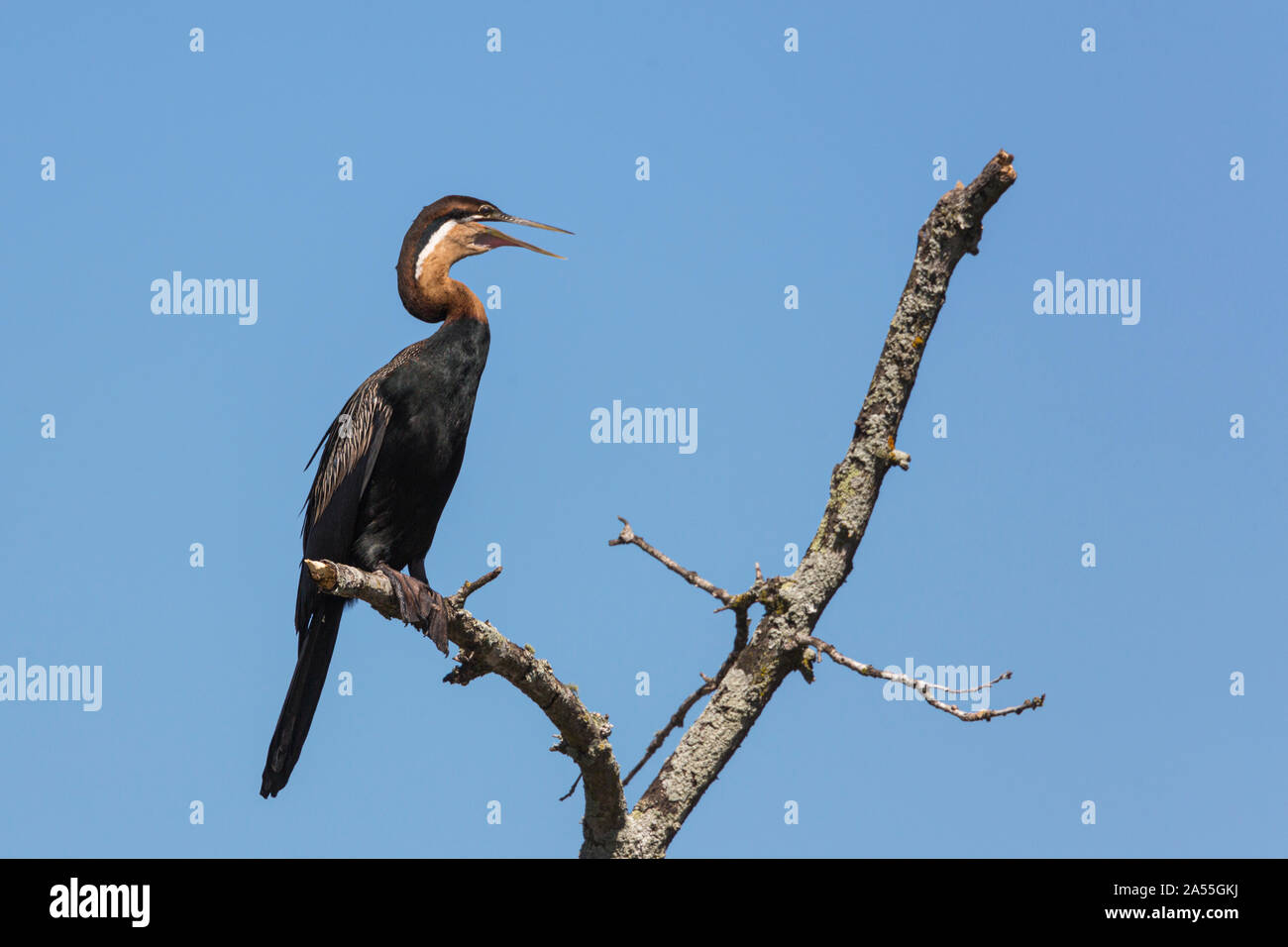 Africa darter, Anhinga rufa rufa, sitting in a tree, South Africa Stock ...