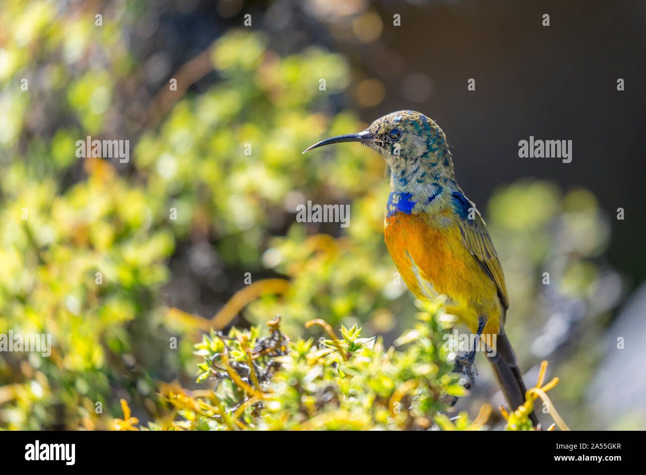 Orange breasted sunbird south africa hi-res stock photography and ...