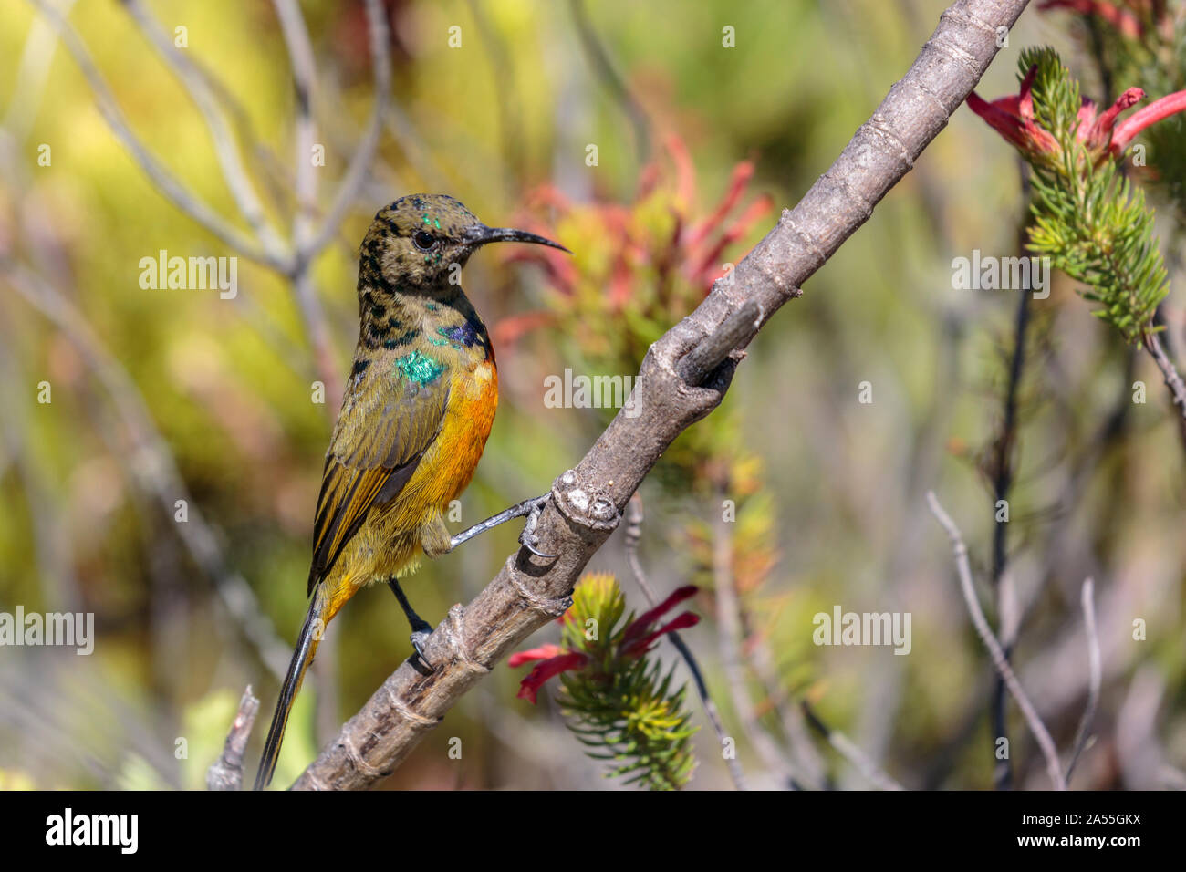 Juvenile Orange-breasted sunbird, Anthobaphes violacea sitting in a ...