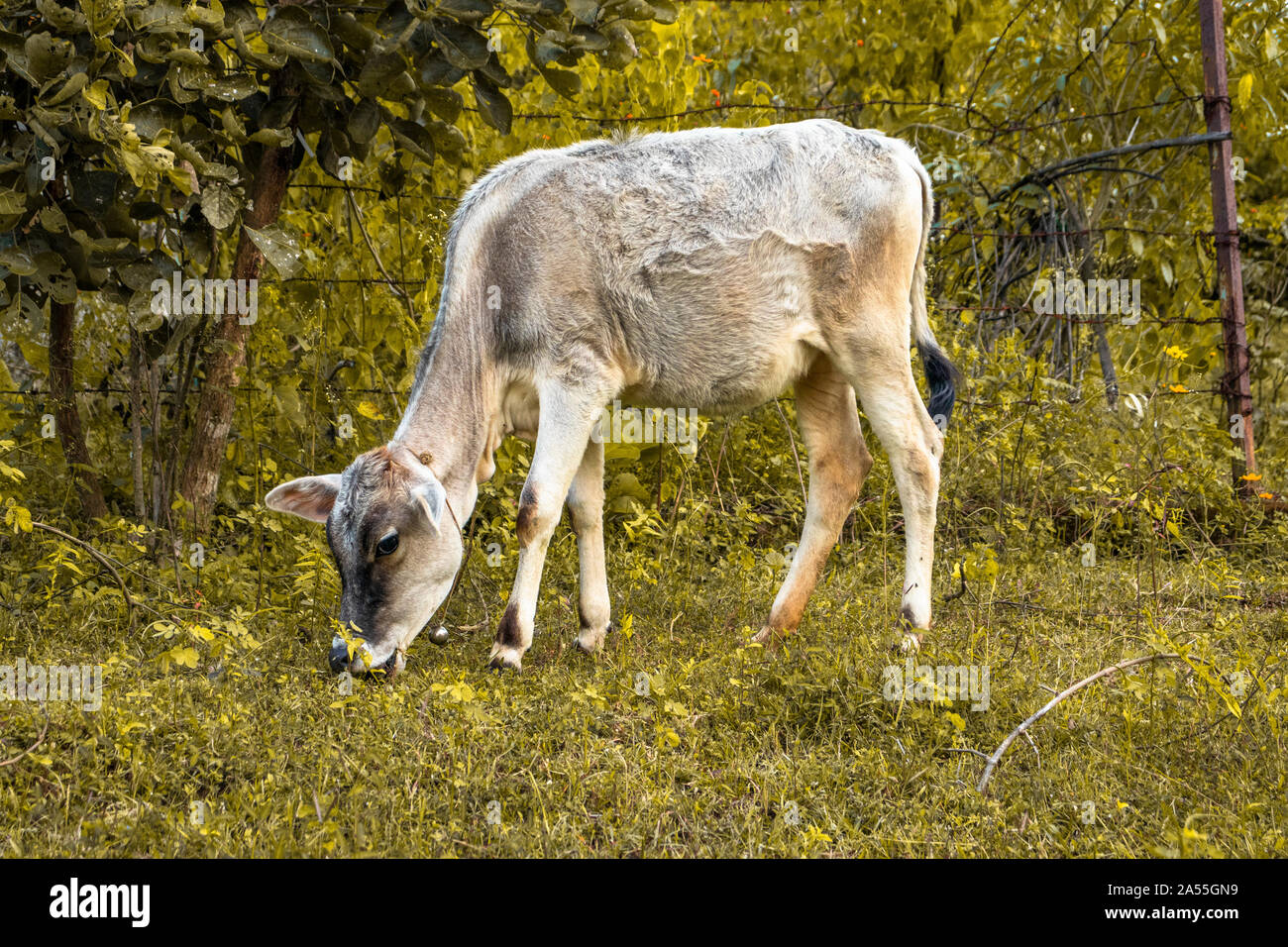 Indian cow grass hi-res stock photography and images - Alamy