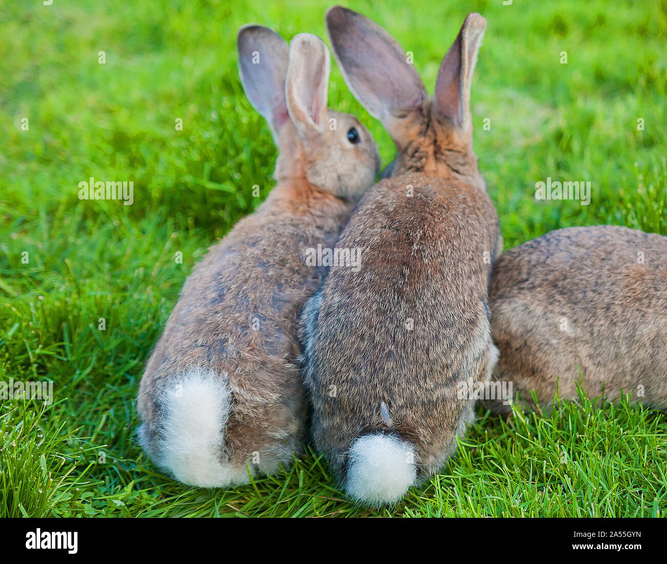 two bunny sitting in green grass rear view Stock Photo - Alamy