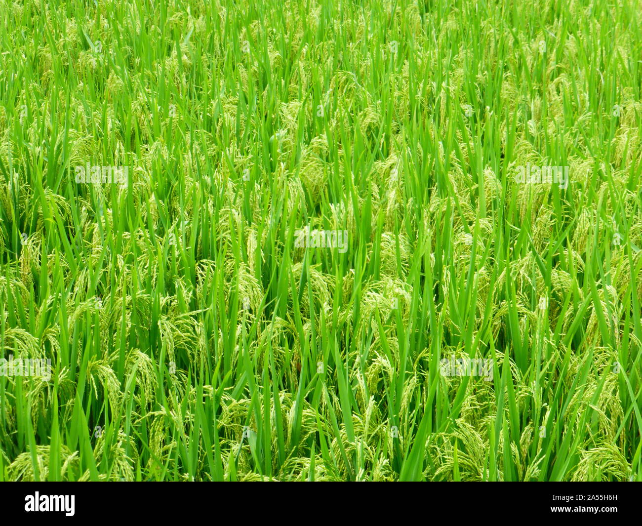 The ears of rice are growing in the farmland Stock Photo - Alamy