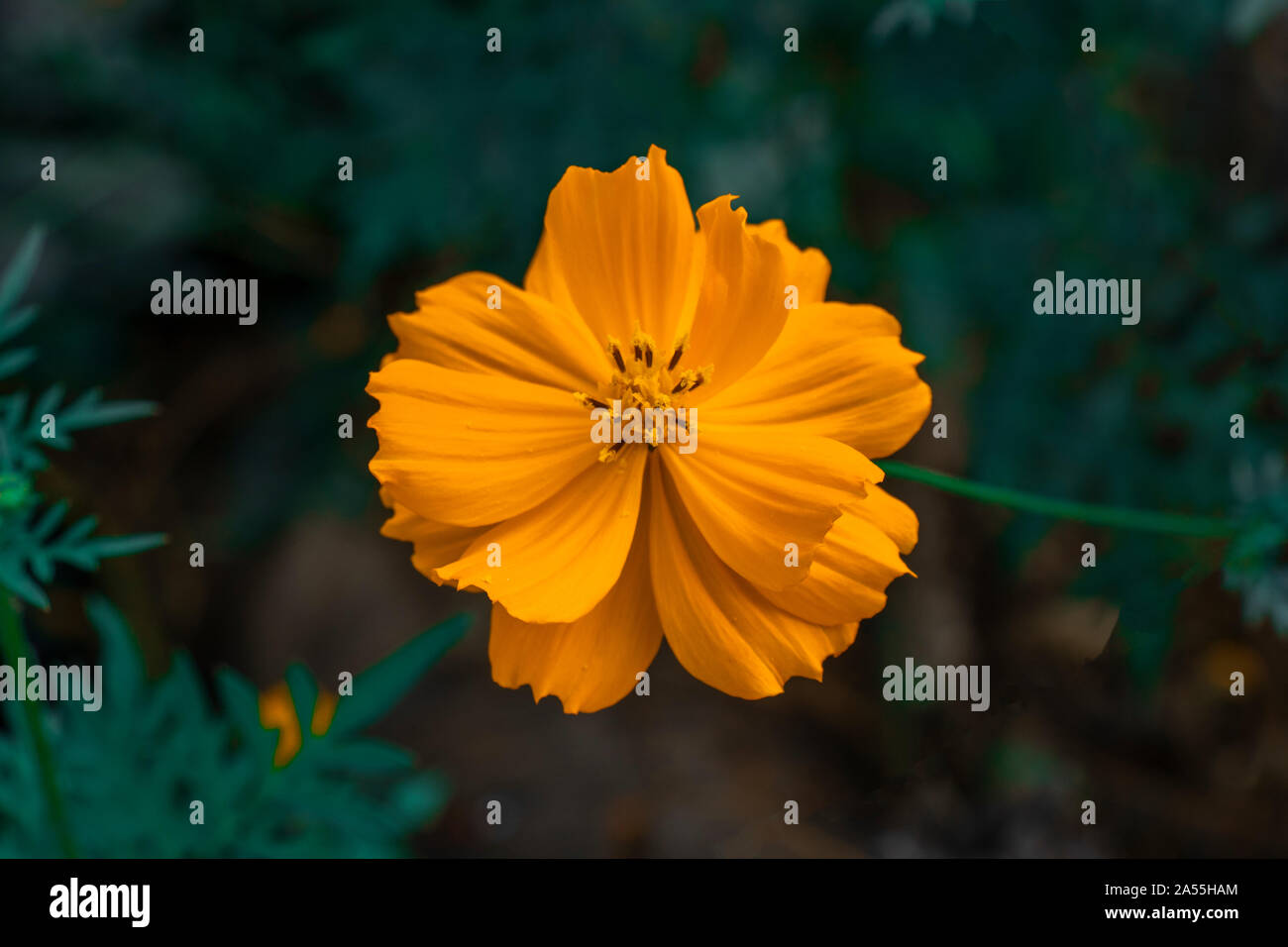 Beautiful ulam raja flower with Petals in park.Nature Stock Photo - Alamy