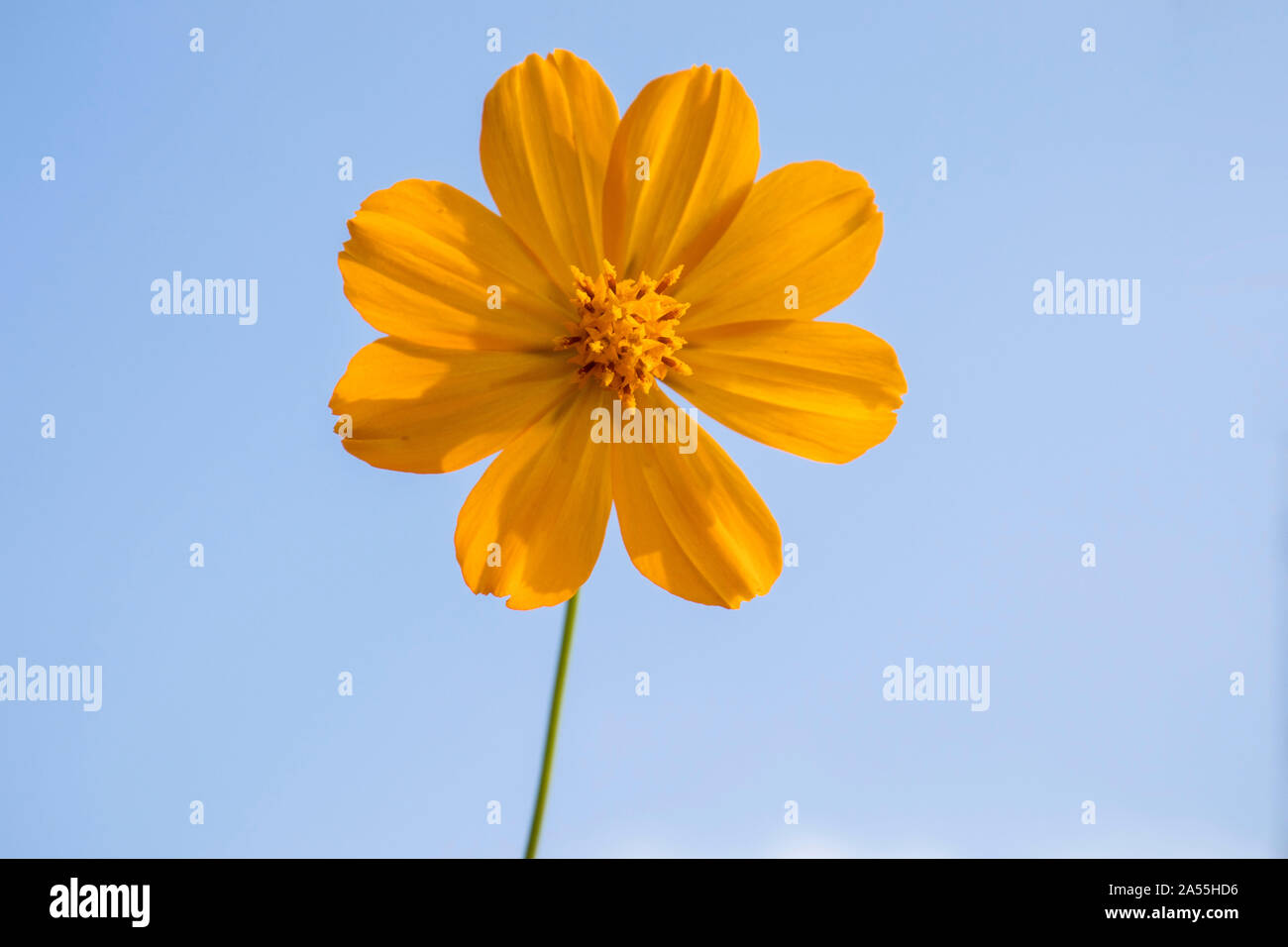 Yellow ulam raja flower hi-res stock photography and images - Alamy