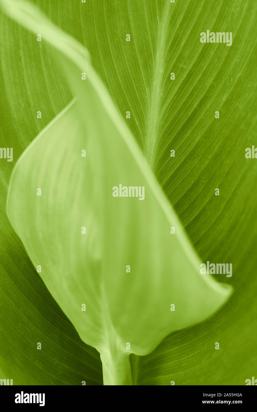 A green botanical plant leaf detail close up nature background Stock ...