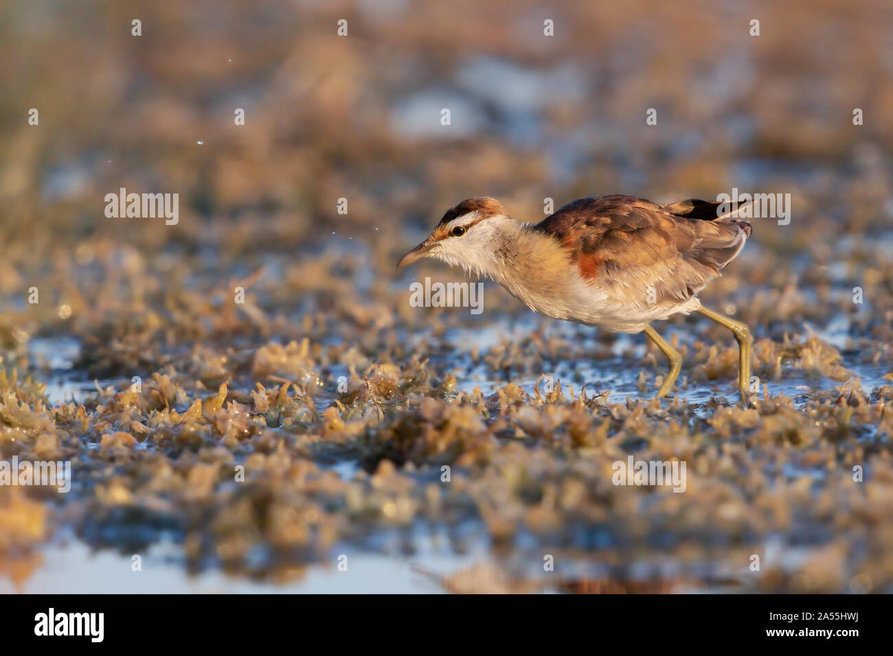 Lesser Jacana High Resolution Stock Photography and Images - Alamy