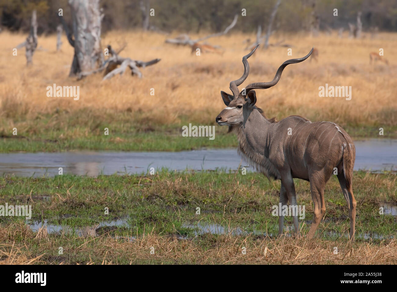 Kudu in moremi hi-res stock photography and images - Alamy