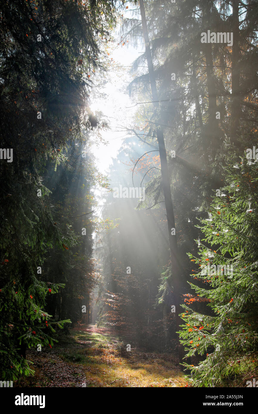 God beams - sun rays n the early morning forest Stock Photo - Alamy