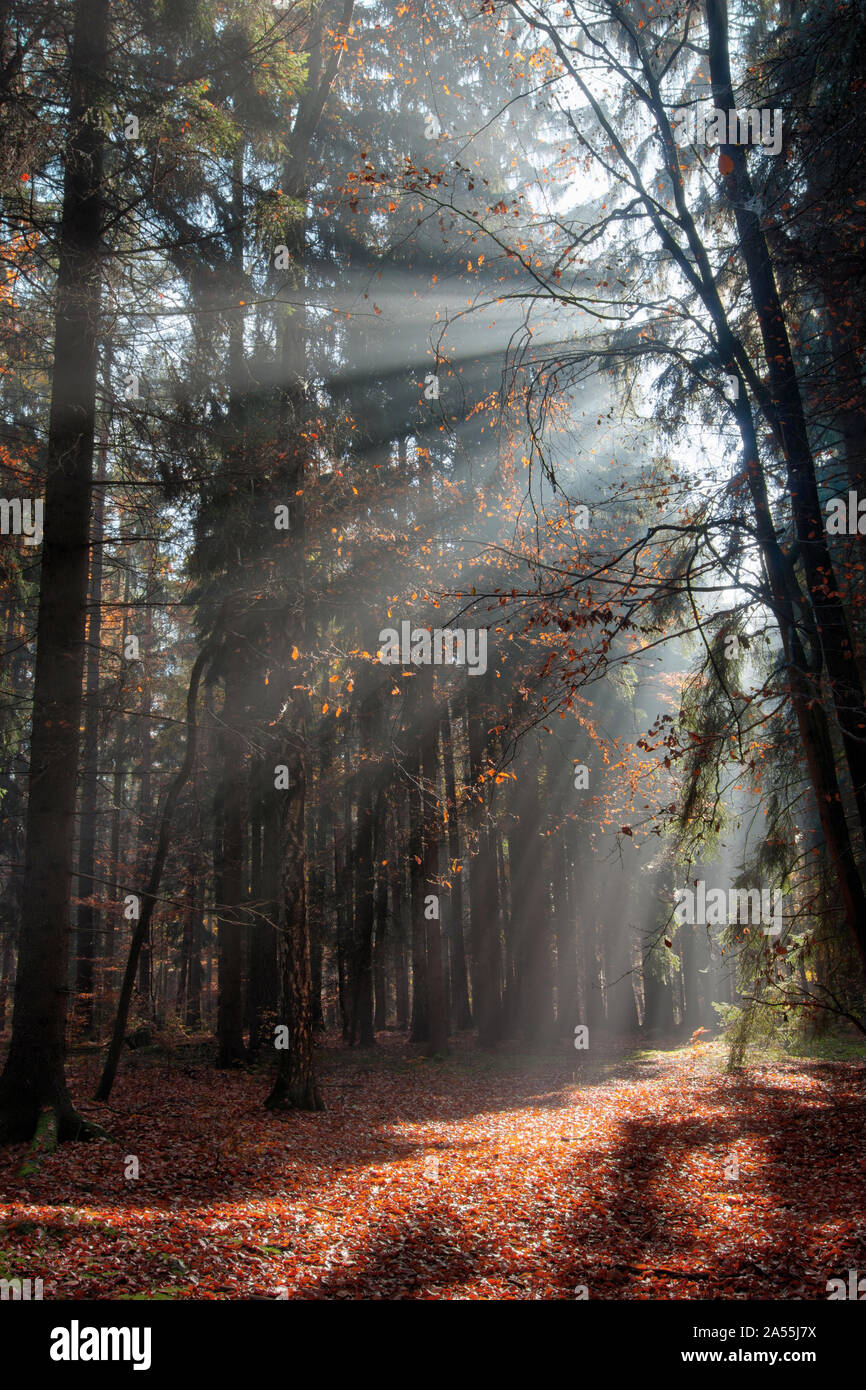 God beams - sun rays n the early morning forest Stock Photo - Alamy
