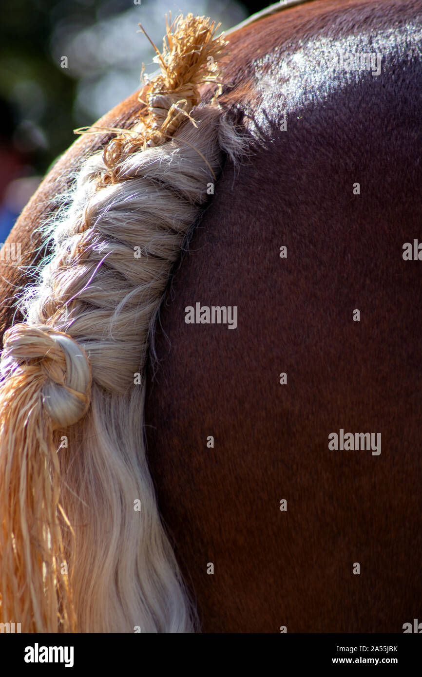 Horse cold blooded hi-res stock photography and images - Alamy