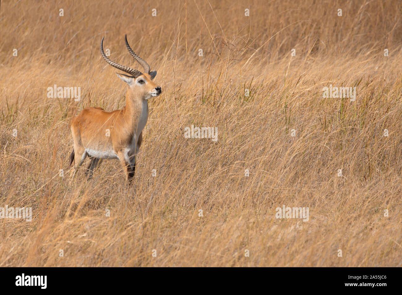 Mammalsofafrica hi-res stock photography and images - Alamy