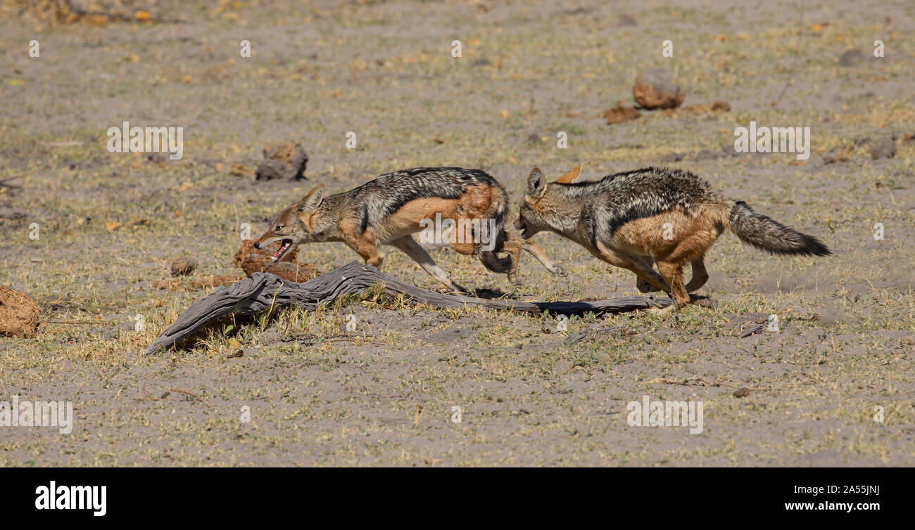 Jackal fight hi-res stock photography and images - Alamy