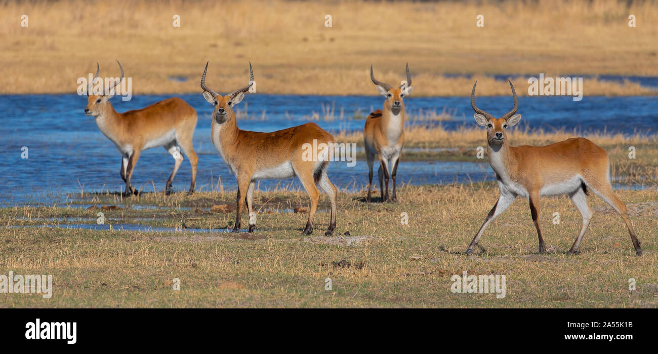 Mammalsofafrica hi-res stock photography and images - Alamy