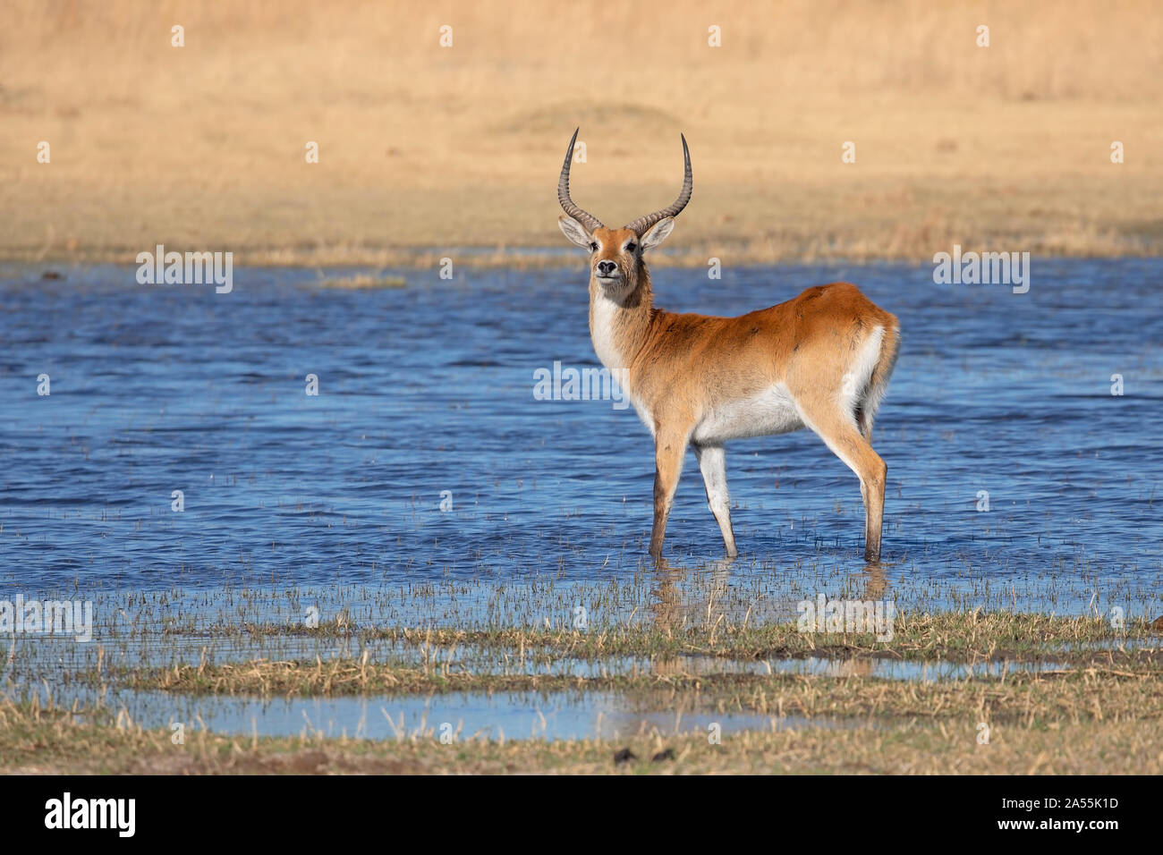 Mammalsofafrica hi-res stock photography and images - Alamy