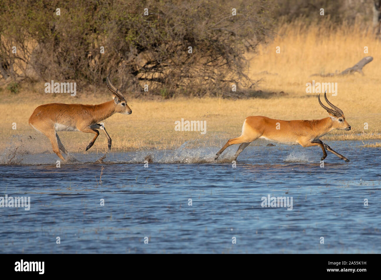 Mammalsofafrica hi-res stock photography and images - Alamy