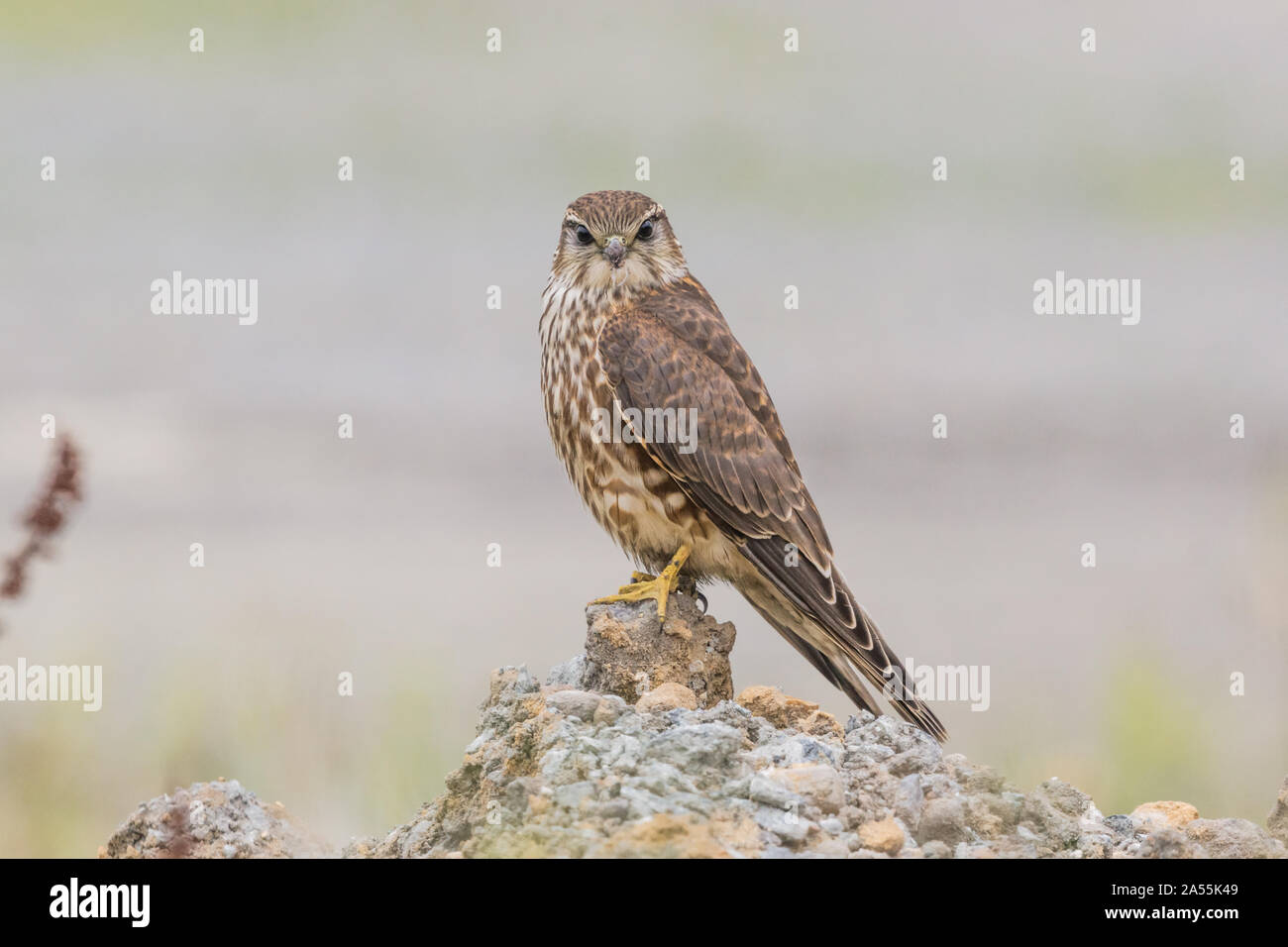 Merlin falcon hi-res stock photography and images - Alamy