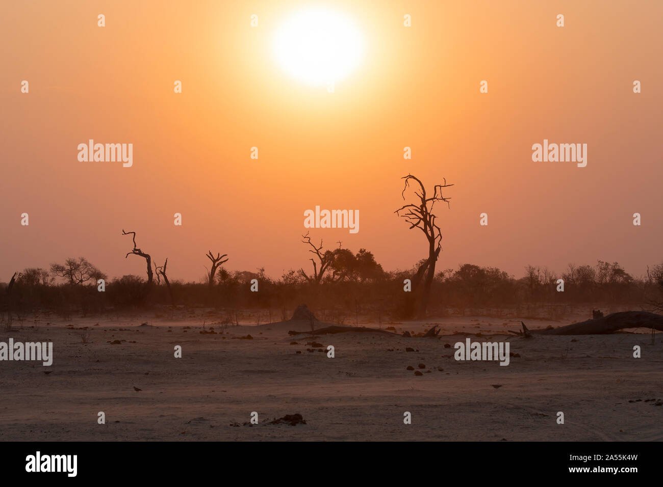 Savuti region hi-res stock photography and images - Alamy