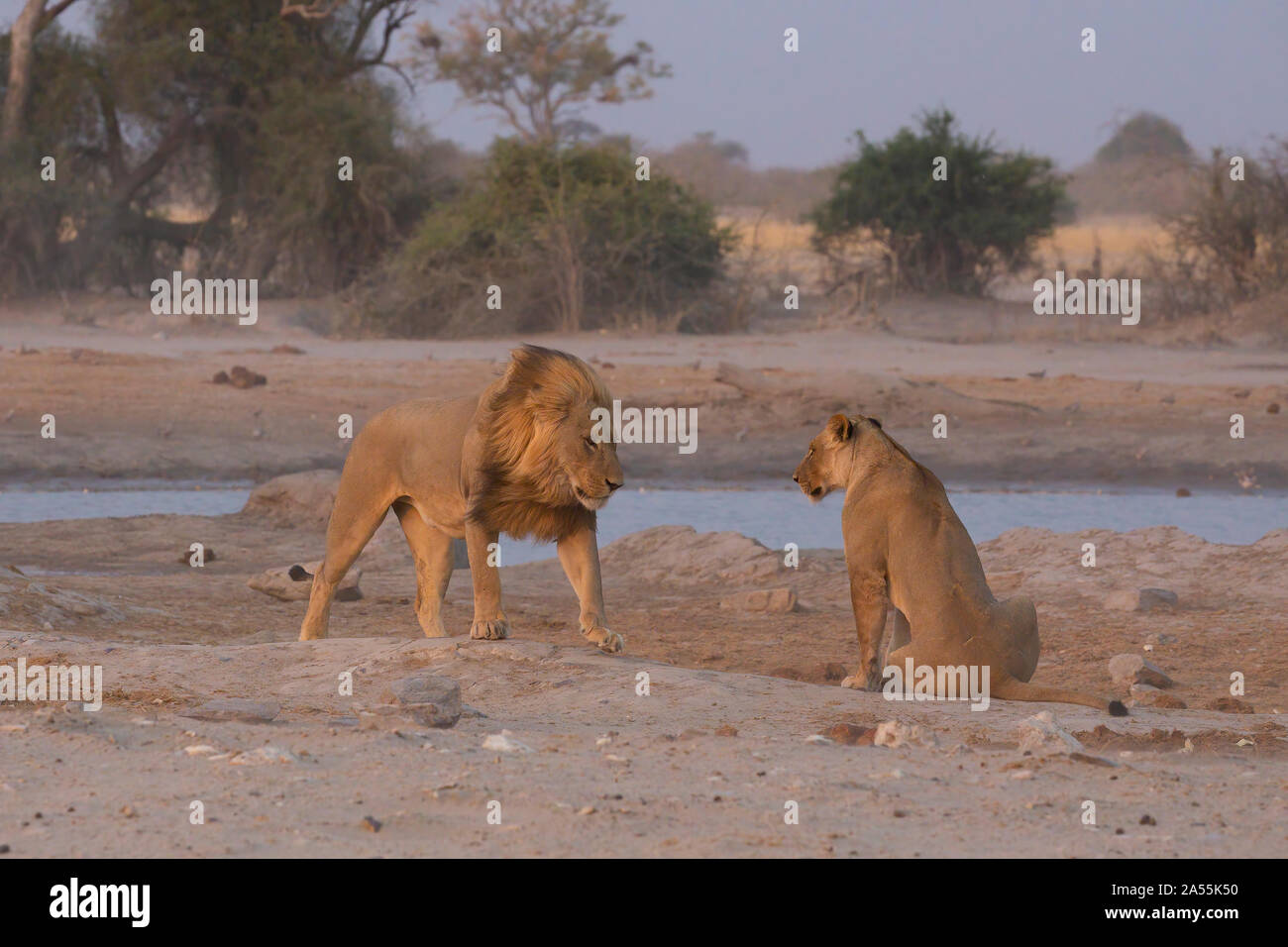 Mating lion hi-res stock photography and images - Alamy