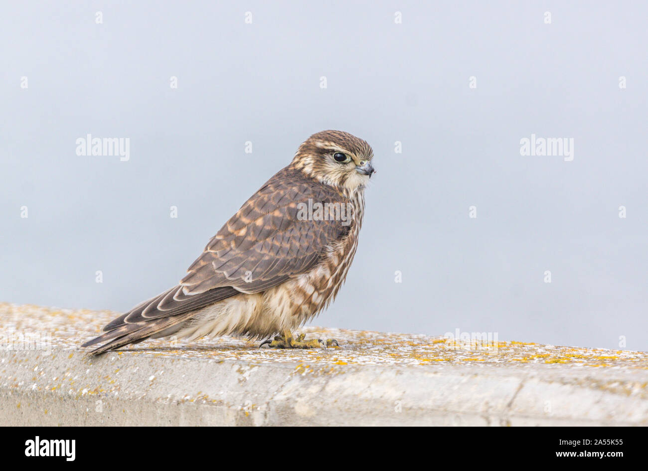 Merlin Falco columbarius perched female, Outer Hebrides, Scotland UK ...