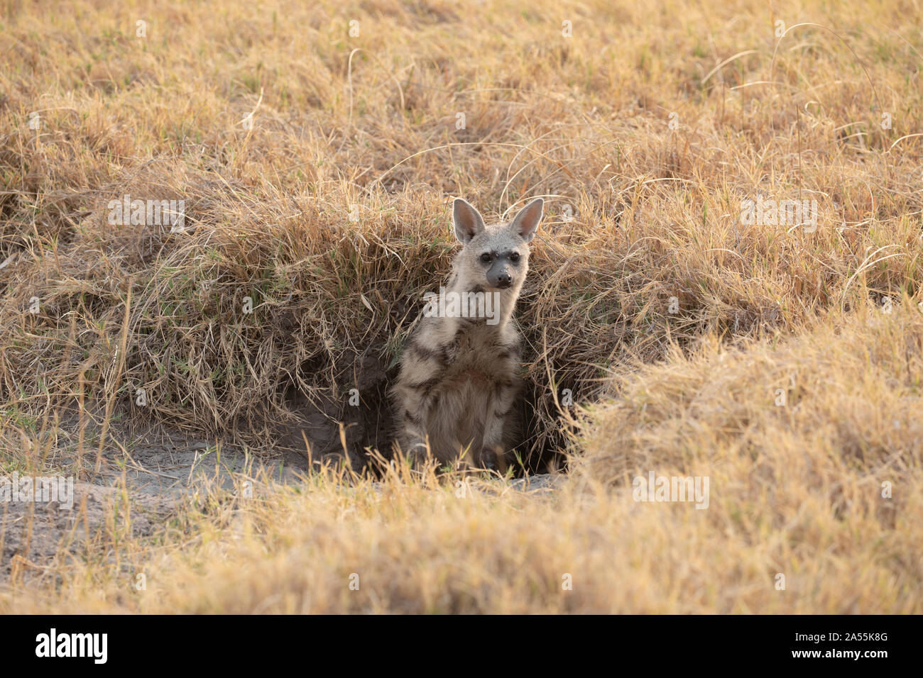 Aardwolf Africa High Resolution Stock Photography and Images - Alamy