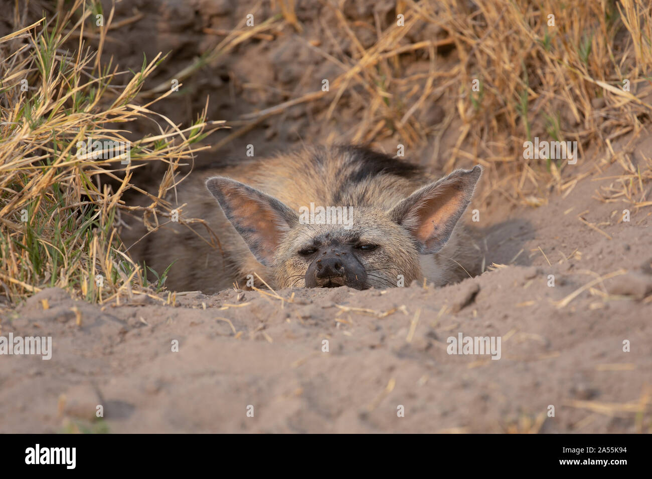 Aardwolf hi-res stock photography and images - Alamy