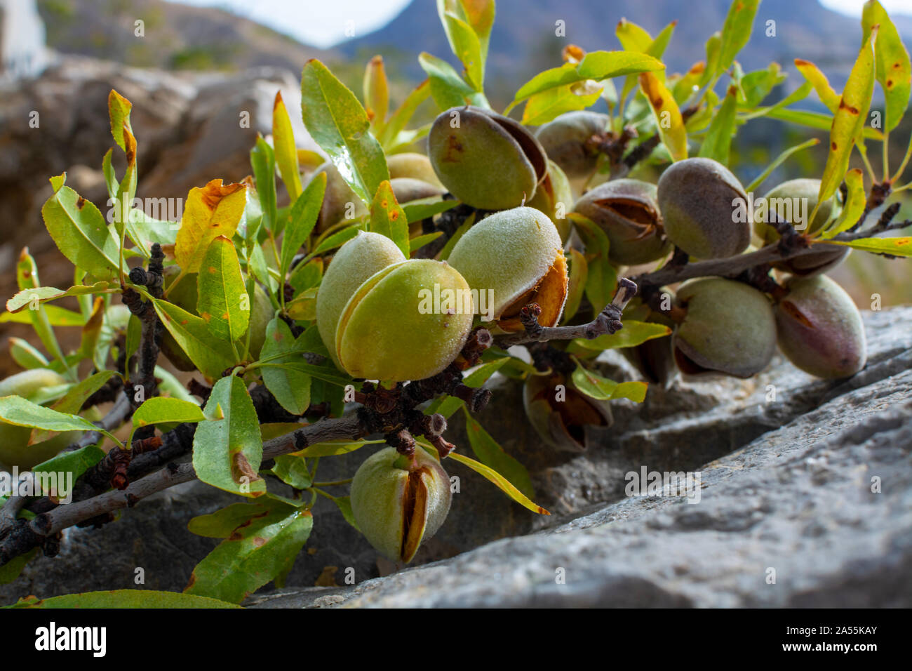 New harvest of ripe almonds nuts close up Stock Photo - Alamy
