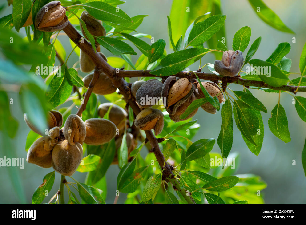 Ripe almond nuts on tree ready for harvest close up Stock Photo - Alamy