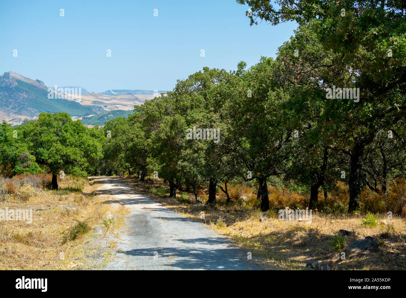 Grove with cork oaks, primary source of cork for wine bottle stoppers ...