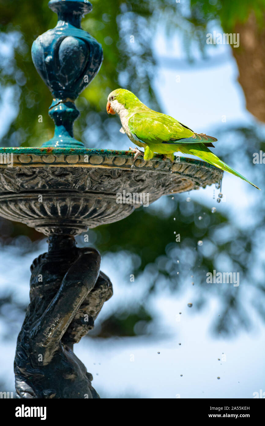 Little green parrot sits fountain and drinks water, nature life ...