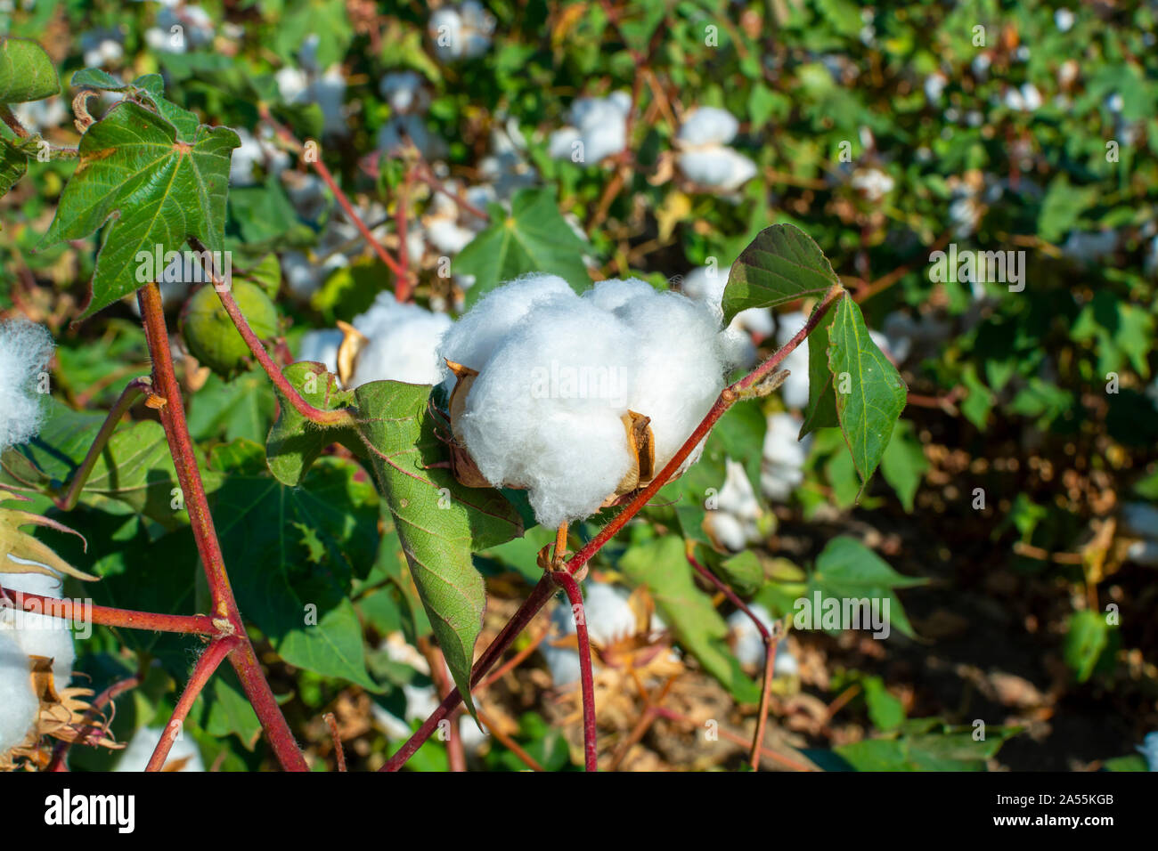 Plantations of organic fiber cotton plans with white buds ready for ...