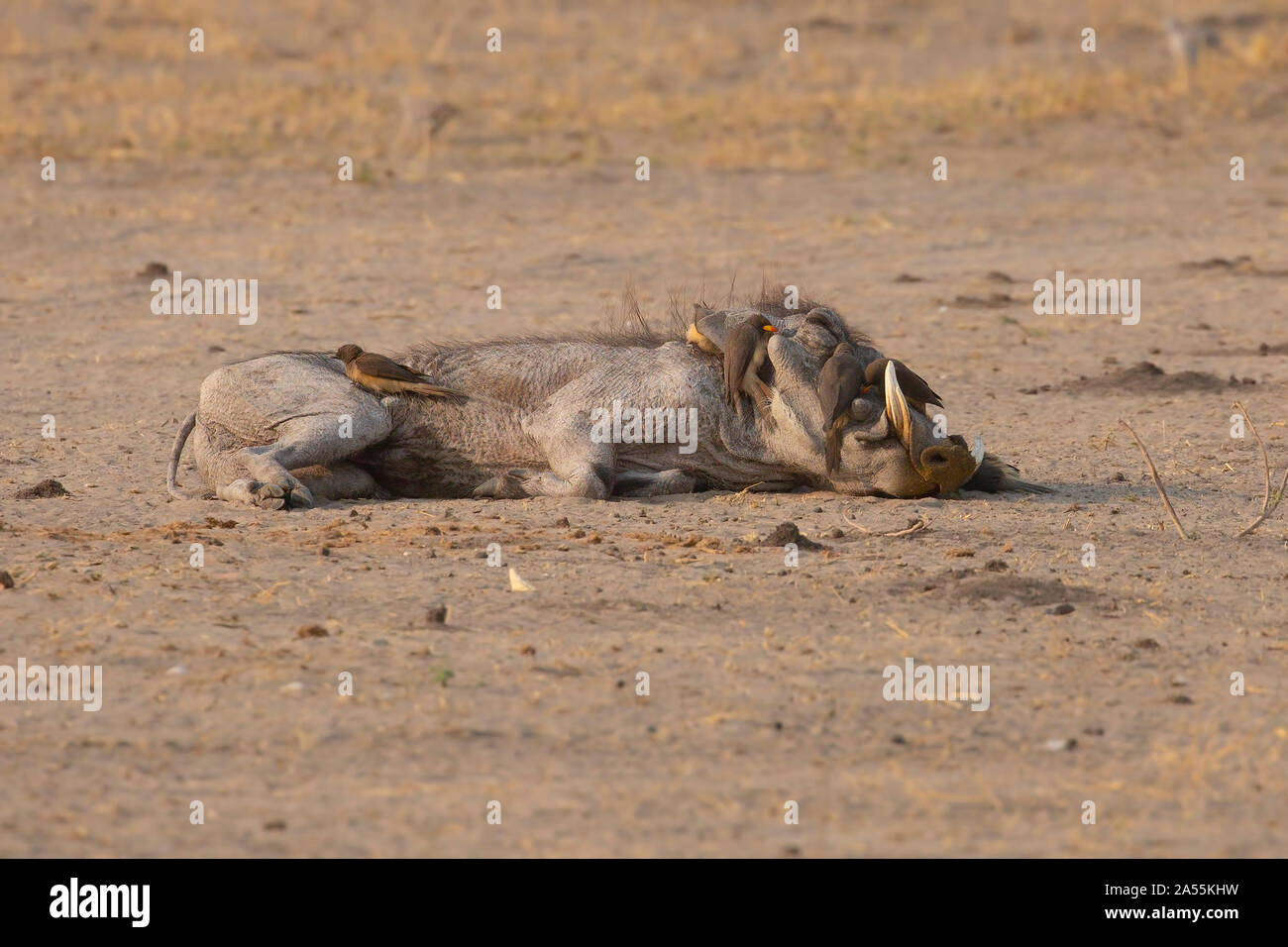 Warthog behavior hi-res stock photography and images - Alamy