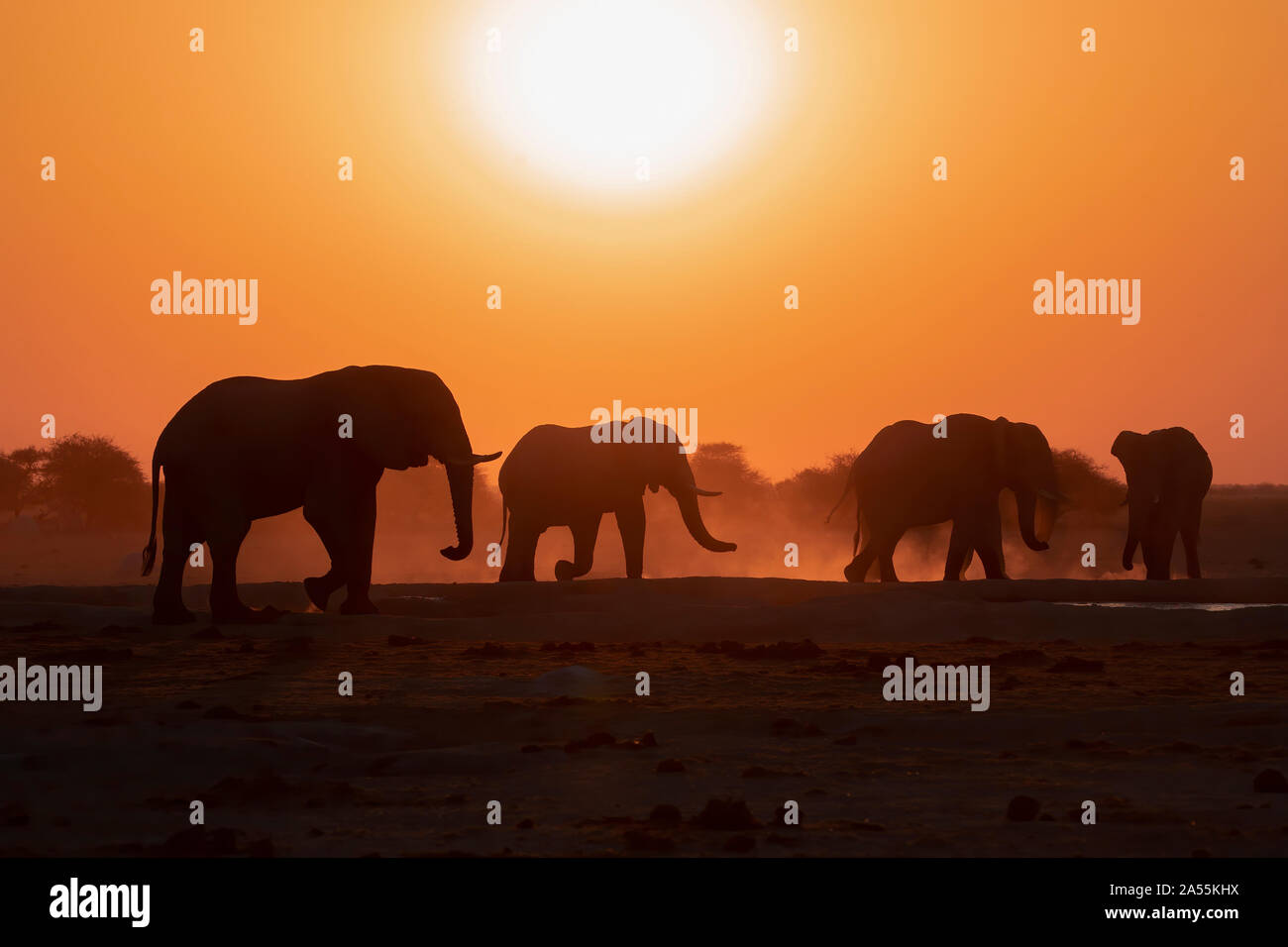 Kalahari elephant hi-res stock photography and images - Alamy