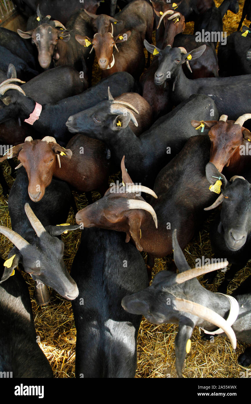 Goats on a farm to make goat cheese Stock Photo - Alamy