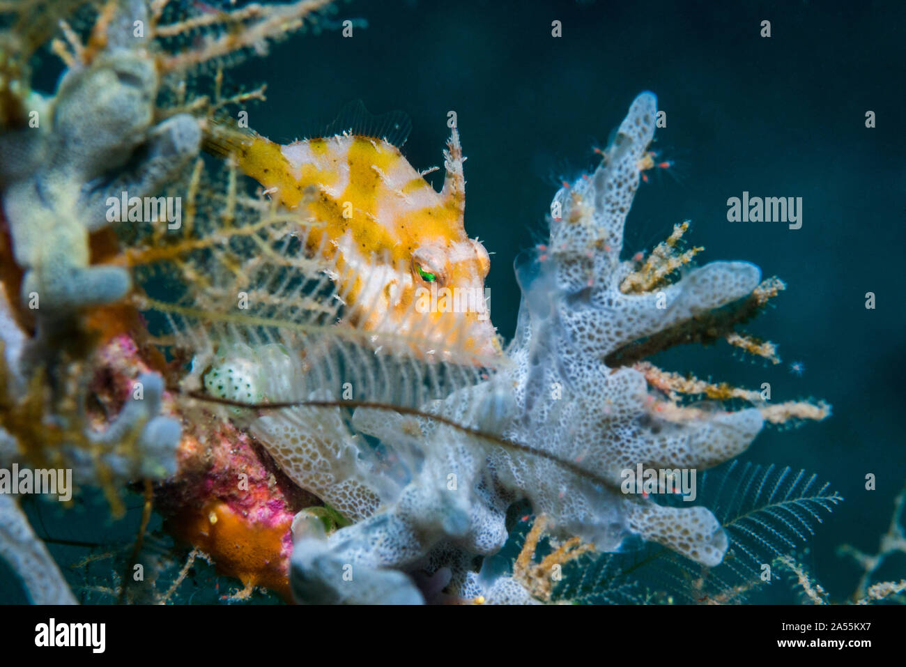 Seagrass Filefish [Acreichthys tomentosus]. Lembeh Strait, North ...