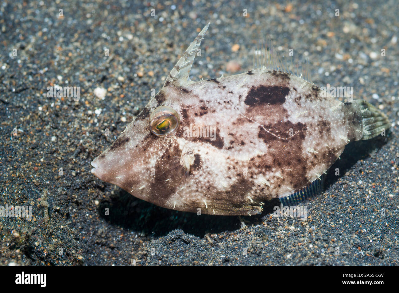 Whitebar Filefish [Paramonacanthus choirocephalus]. Lembeh Strait ...