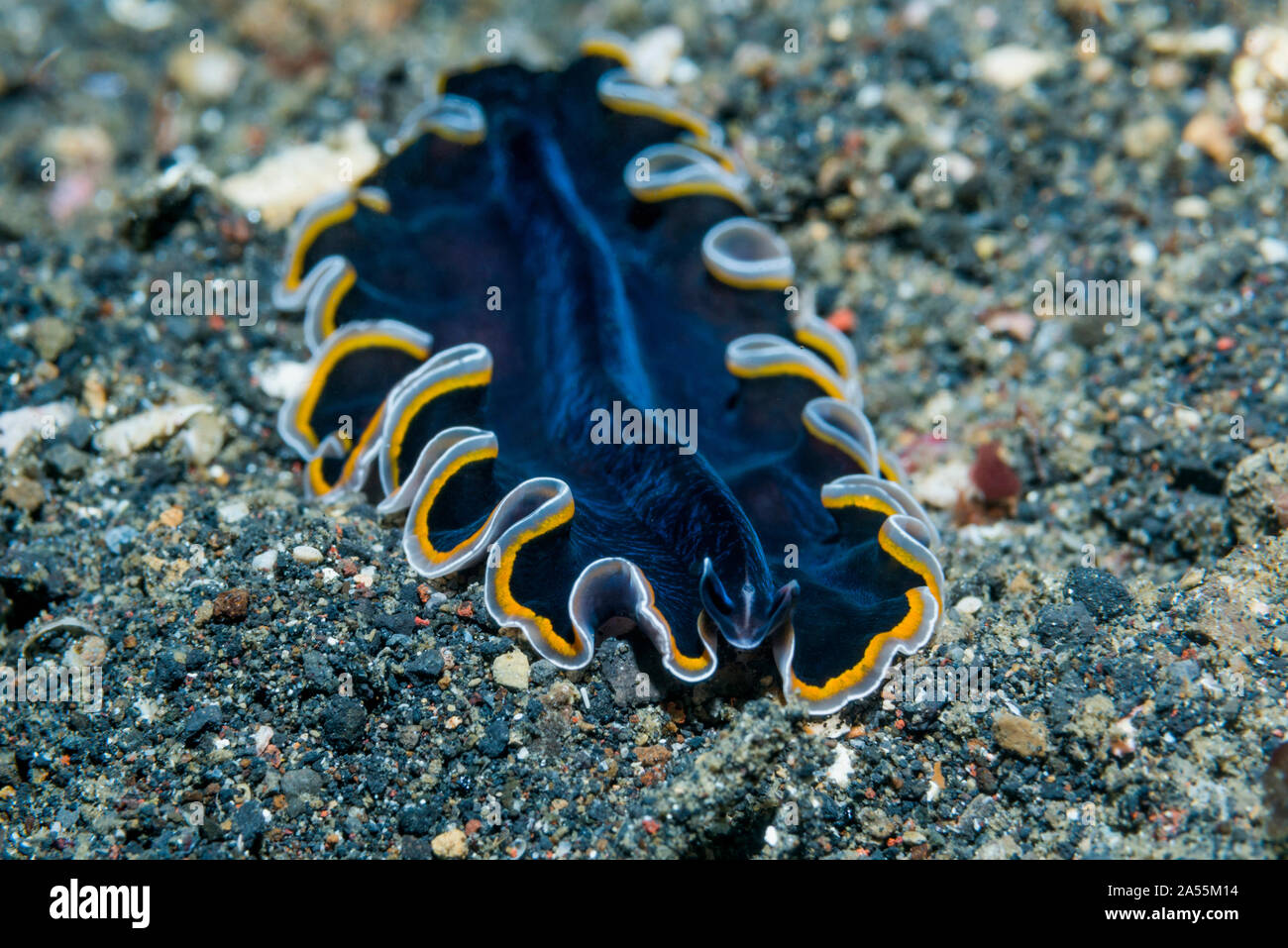 Examples Of Flatworms