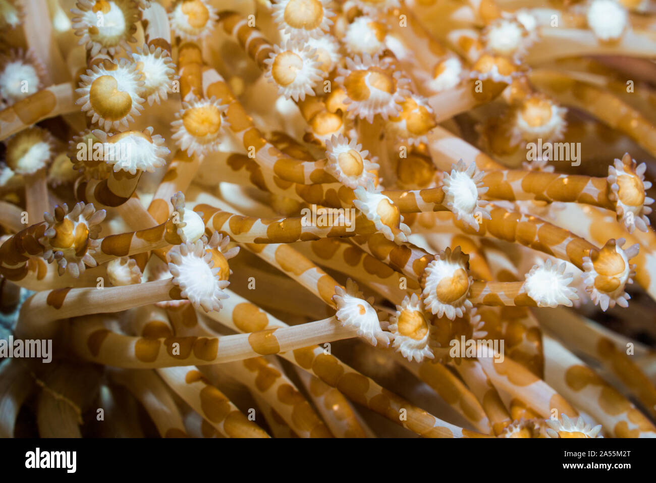 Acoel Flatworms - Waminoa sp. on soft coral polyps. West Papua ...