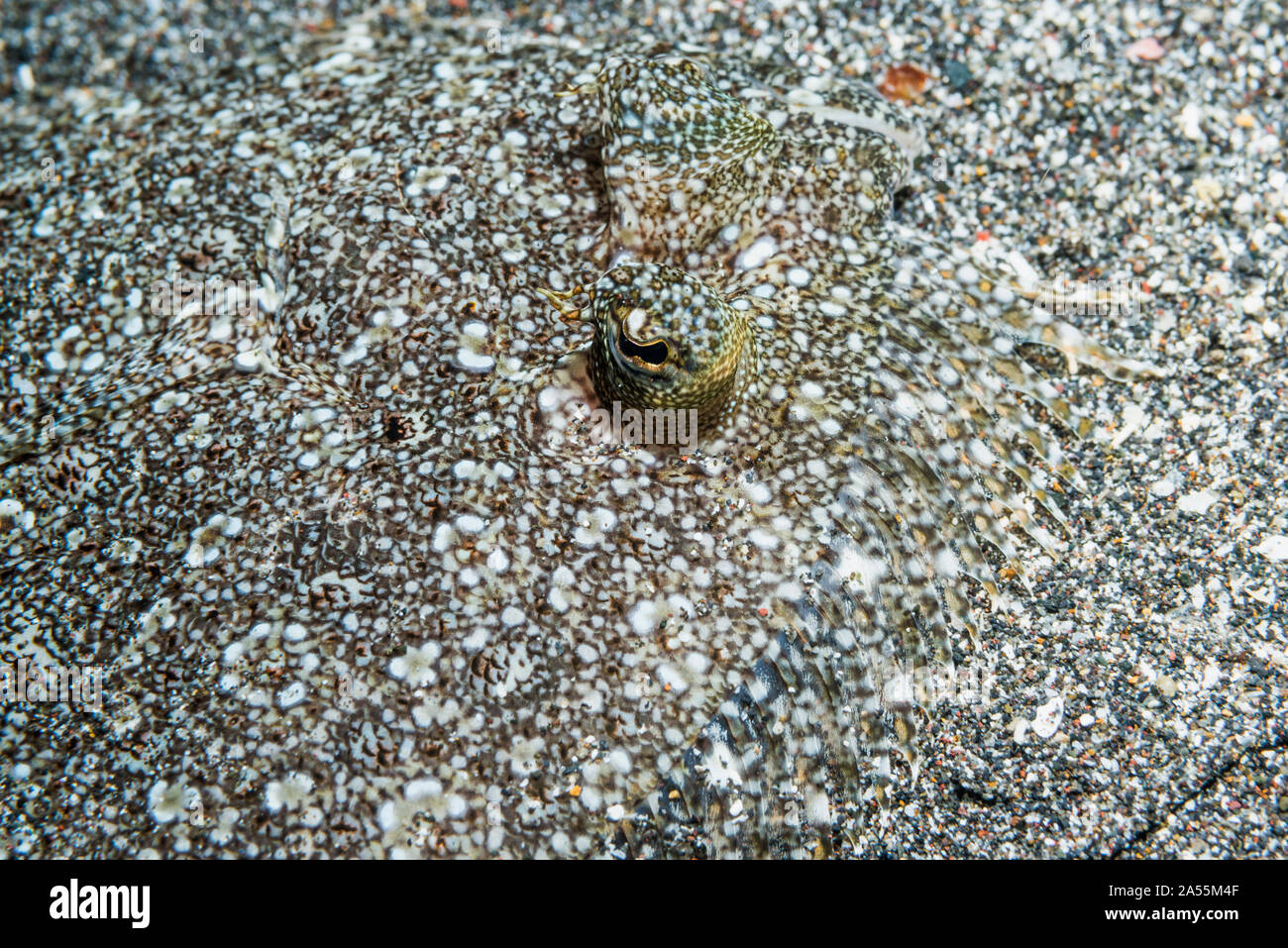 Leopard flounder [Bothus pantherinus] camouflaged on sand. North ...