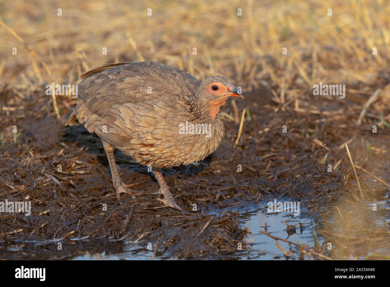 Swainsons francolin hi-res stock photography and images - Alamy