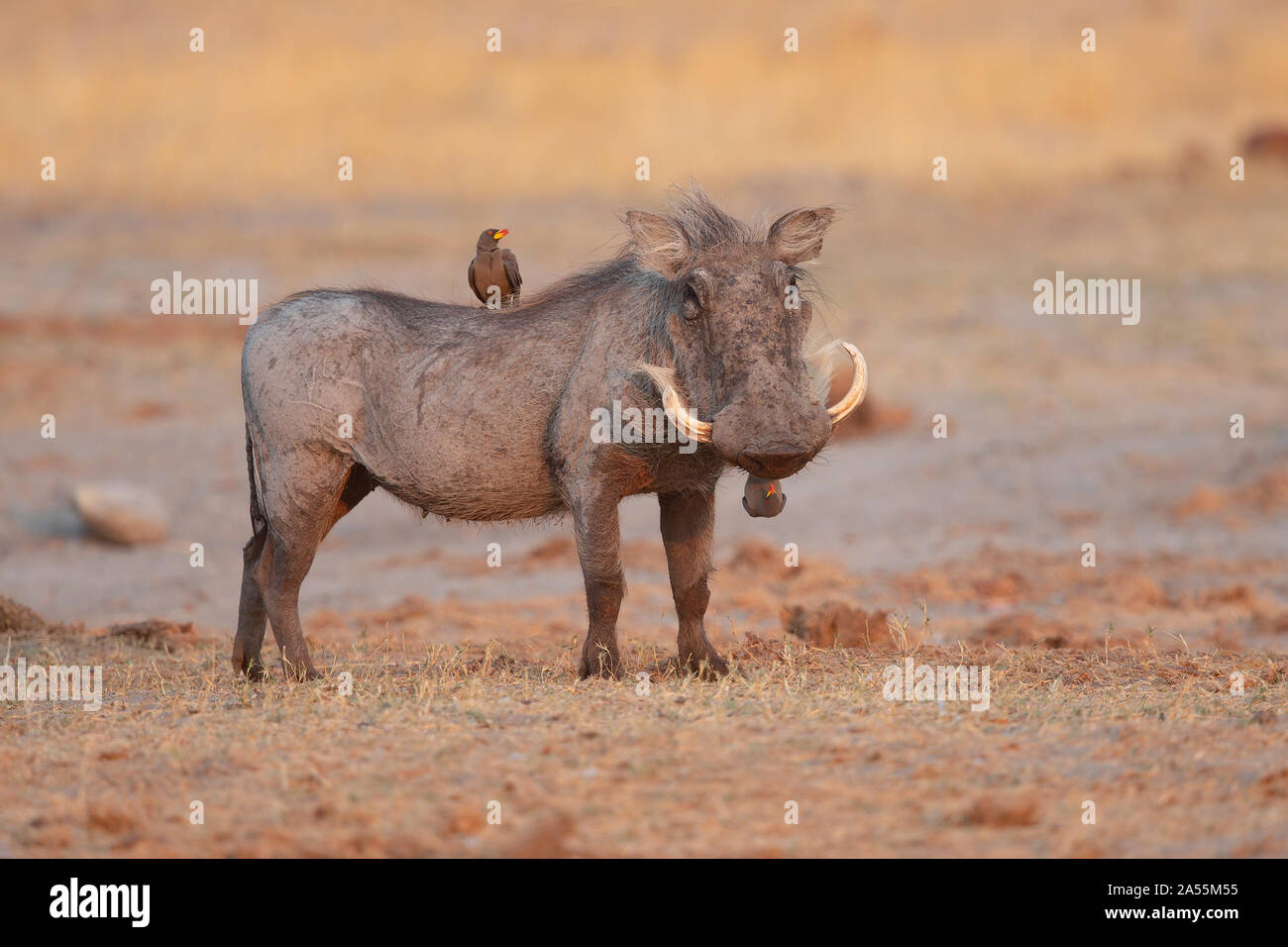 Warthog behavior hi-res stock photography and images - Alamy
