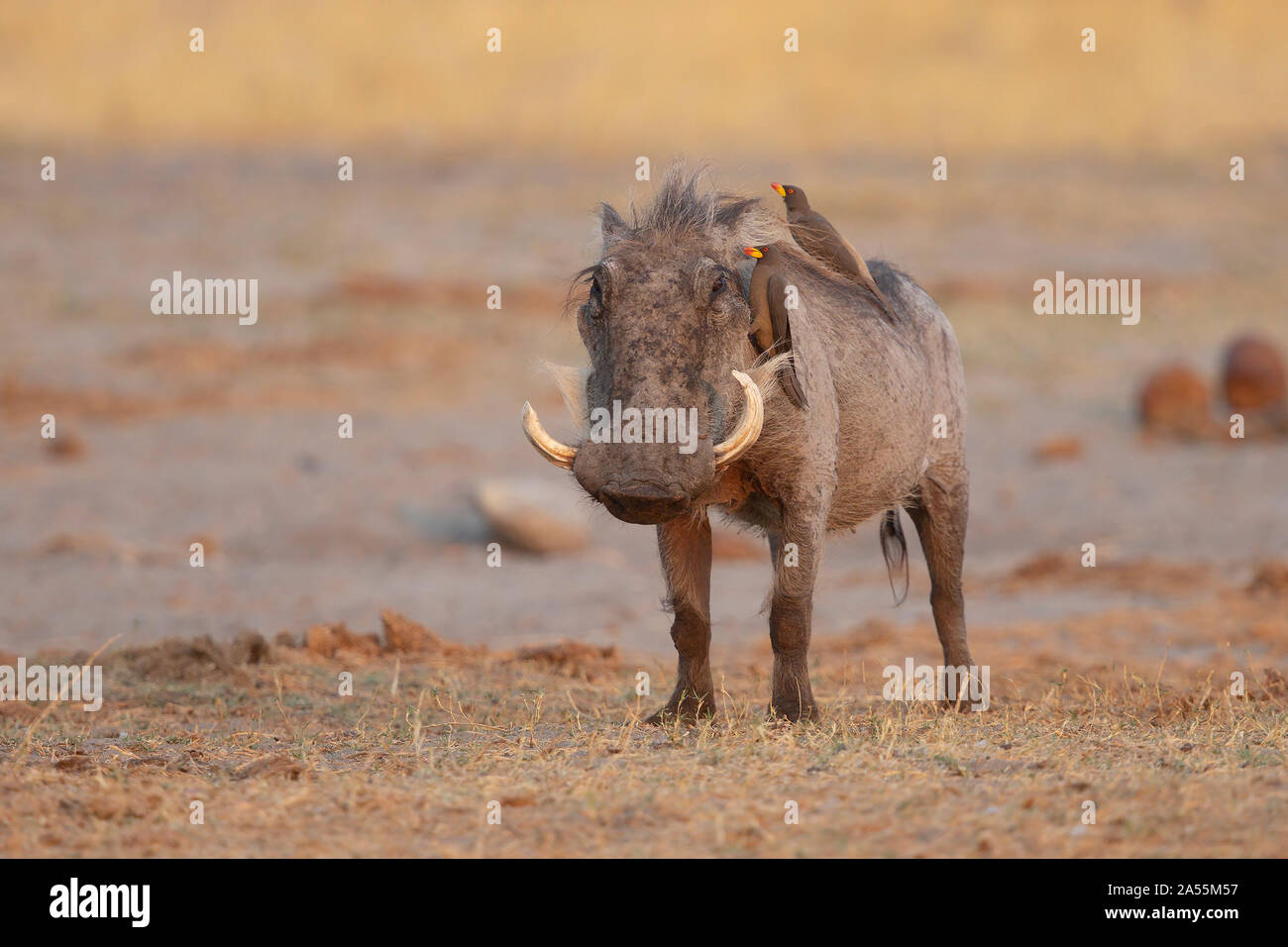 Warthog behavior hi-res stock photography and images - Alamy