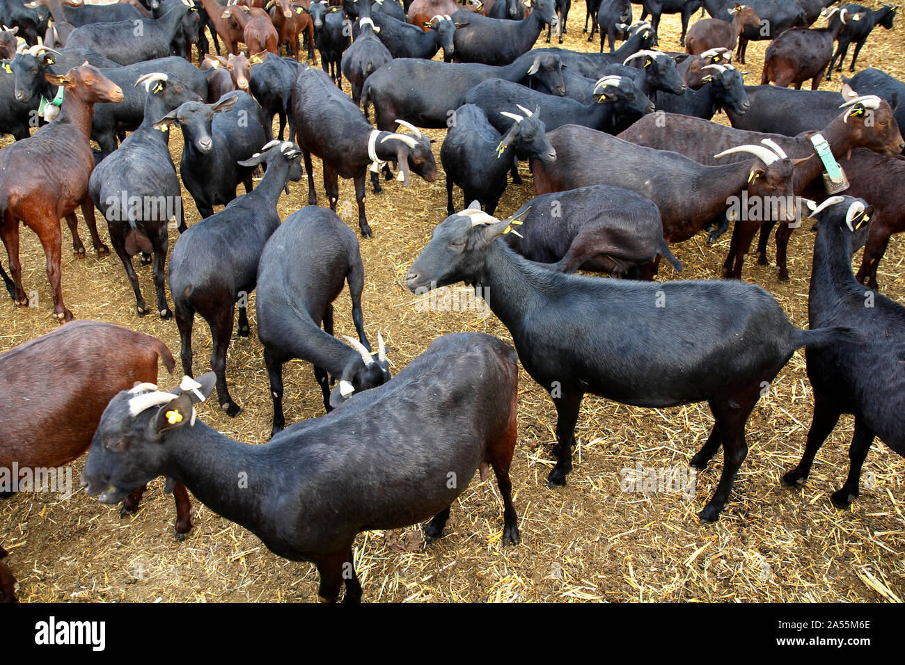 Groups of goats hi-res stock photography and images - Alamy