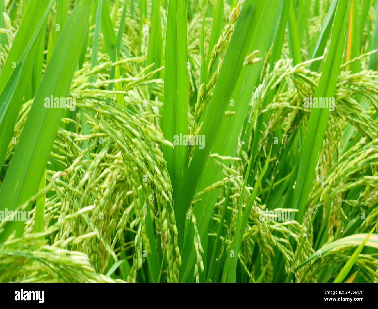 The ears of rice are growing in the farmland Stock Photo - Alamy
