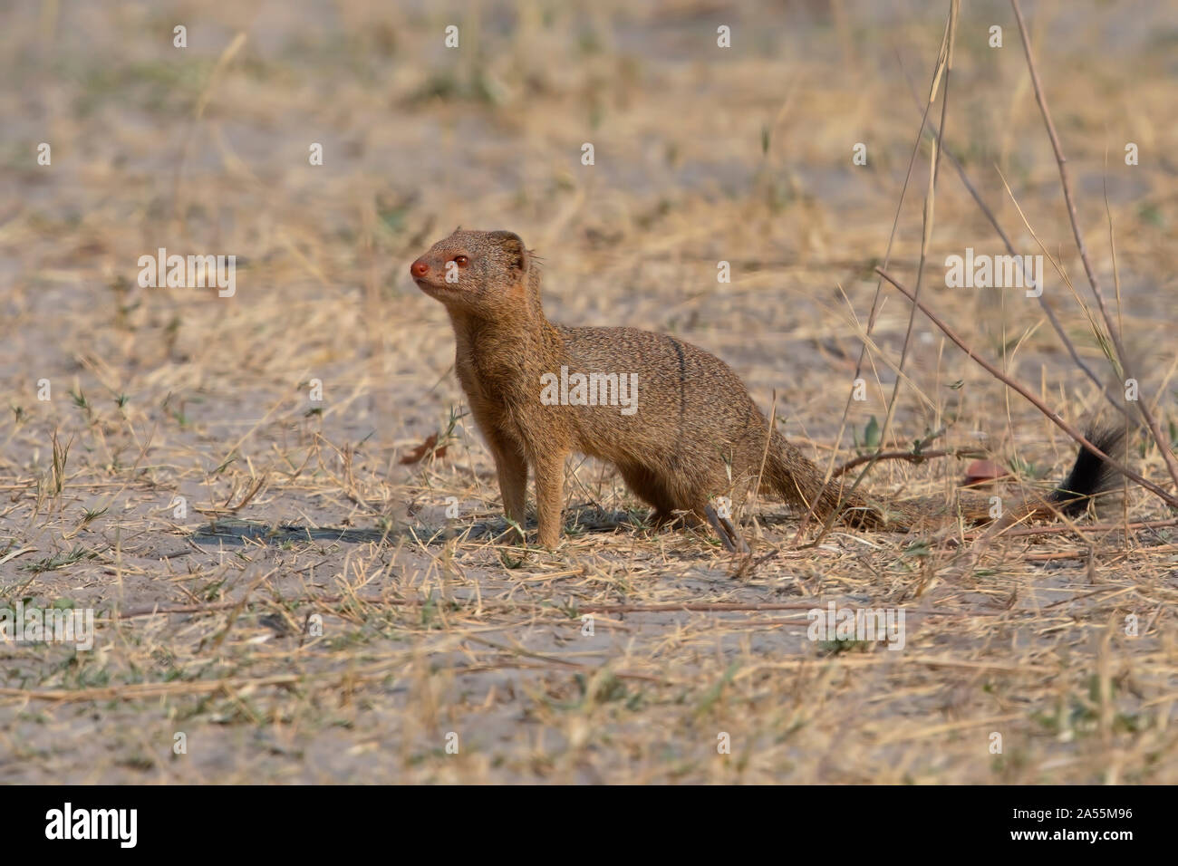 Gallarella sanguinea hi-res stock photography and images - Alamy