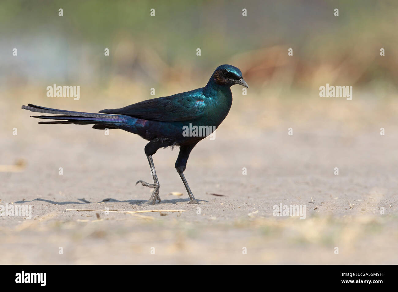 Ruppell's starling hi-res stock photography and images - Alamy